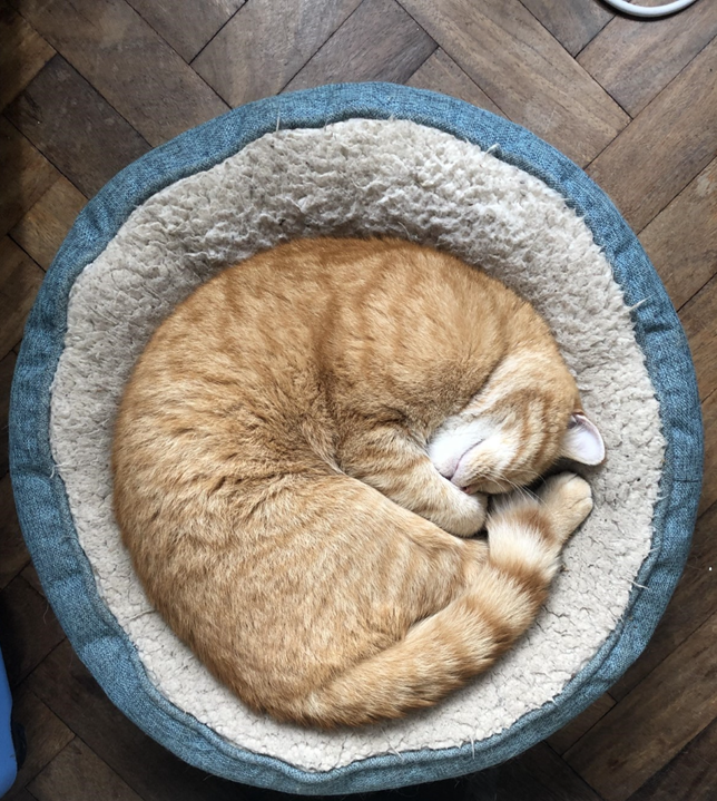 Meet the College Cats – St Hugh's College MCR