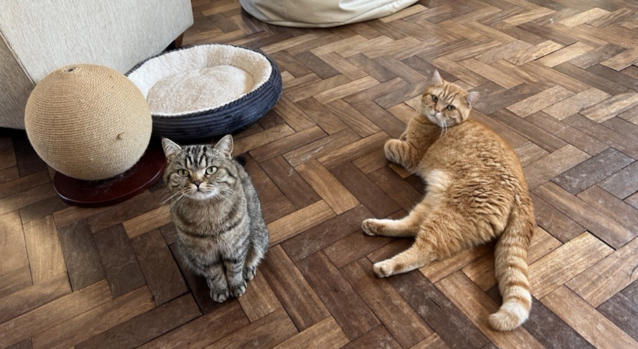 Meet the College Cats – St Hugh's College MCR