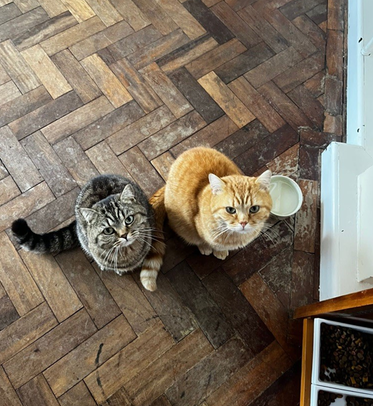 Meet the College Cats – St Hugh's College MCR