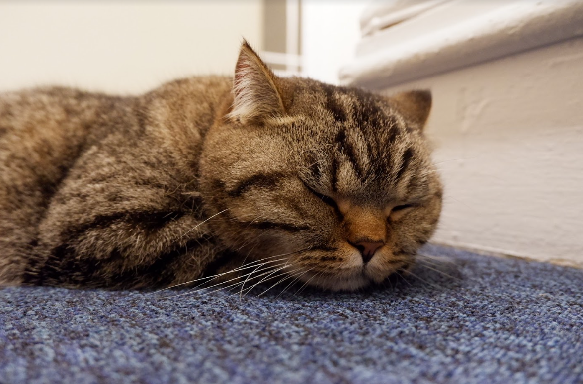 Meet the College Cats – St Hugh's College MCR